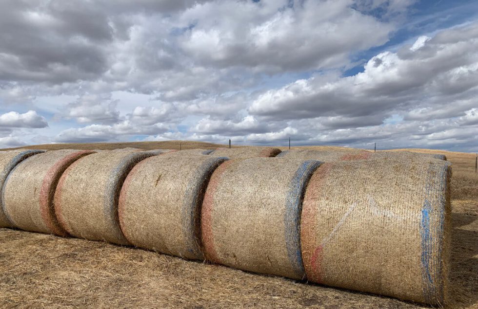 Erosion Control Straw Bales - Do They Attract Pests - Northern Plains ...